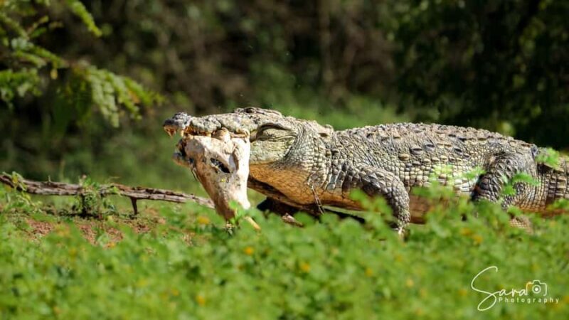 Jaffna: Guided Birdwatching Tour with Expert Naturalist - The Value of This Experience