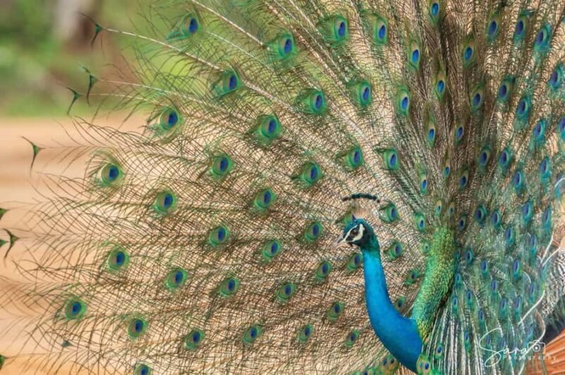 Jaffna: Guided Birdwatching Tour with Expert Naturalist - Who Should Consider This Tour?