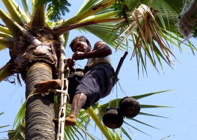 Jaffna: Palmyra Toddy Tapping Experience with Tasting - Final Thoughts
