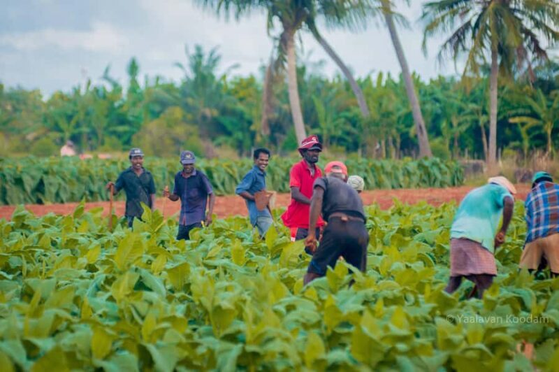 Jaffna: Tamil Farming Experience with Local Farmers - A Breakdown of the Itinerary
