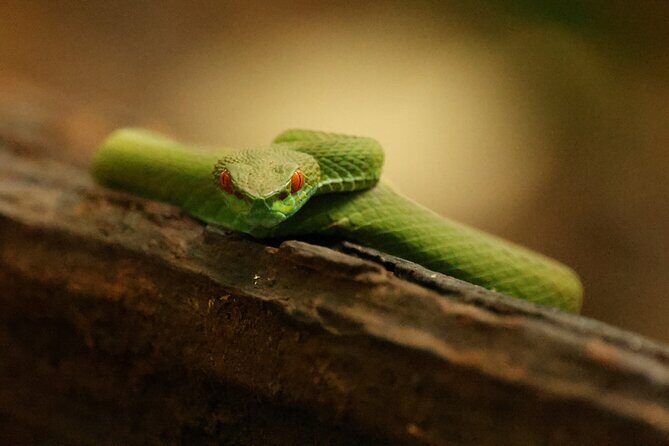Jahoo: Gibbon Tracking Walk in Keo Seima Wildlife Sanctuary - FAQ