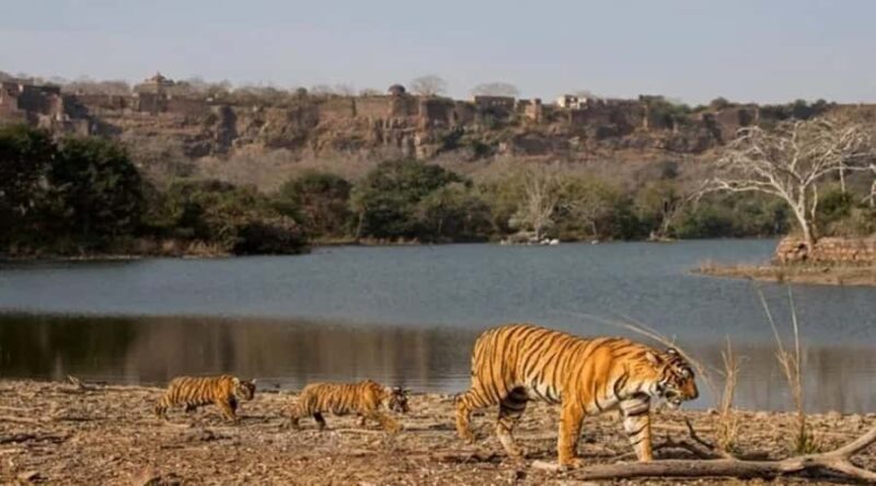 Jaipur: 2Days Ranthambore Tiger Safari and Jaipur Tour - Night Options: Stay in Ranthambore or Return to Jaipur