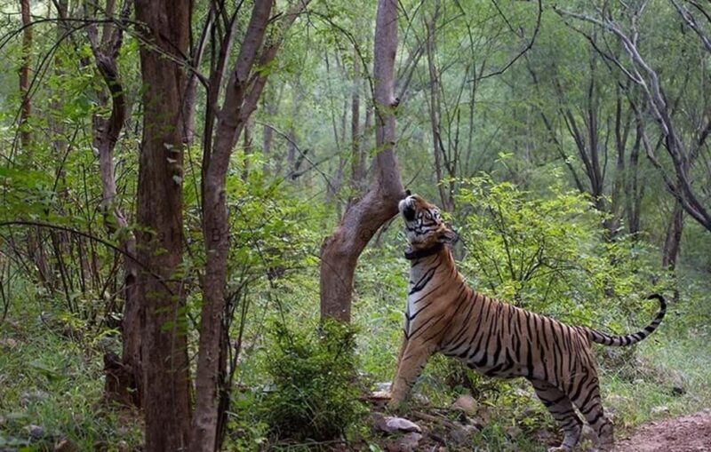 Jaipur 3-Day Tour with Ranthambore & Sariska Safari - What Makes This Tour Stand Out?