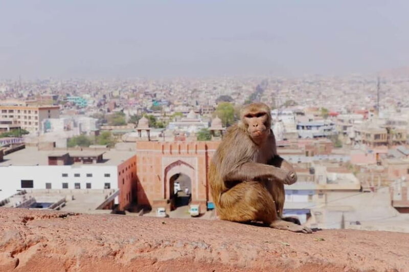 Jaipur: Abhaneri Stepwell & Village Life Experience - Who Will Love This Tour?