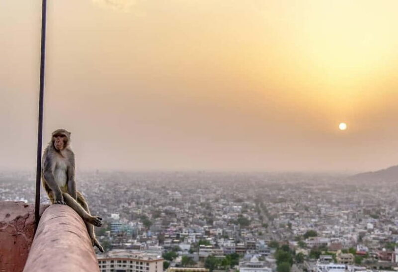 Jaipur: City Tour including Amber Fort and Monkey Temple - Authentic Experiences and Listener Opinions