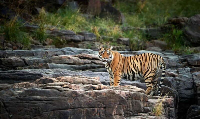 Jaipur City Tour & Jhalana Leopard Safari Tour - Exploring Jaipur and Jhalana Leopard Reserve