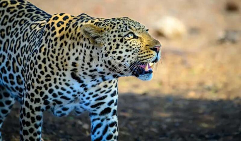 Jaipur: City Tour & Jhalana Leopard Safari With Options - Value for Money and Practical Considerations