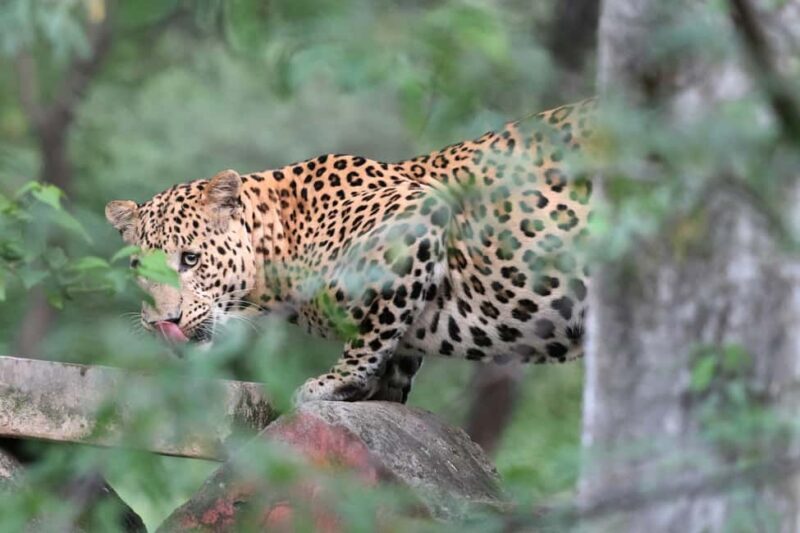 Jaipur: Discover the Hidden Leopards of Jhalana - An In-Depth Look at the Safari Experience