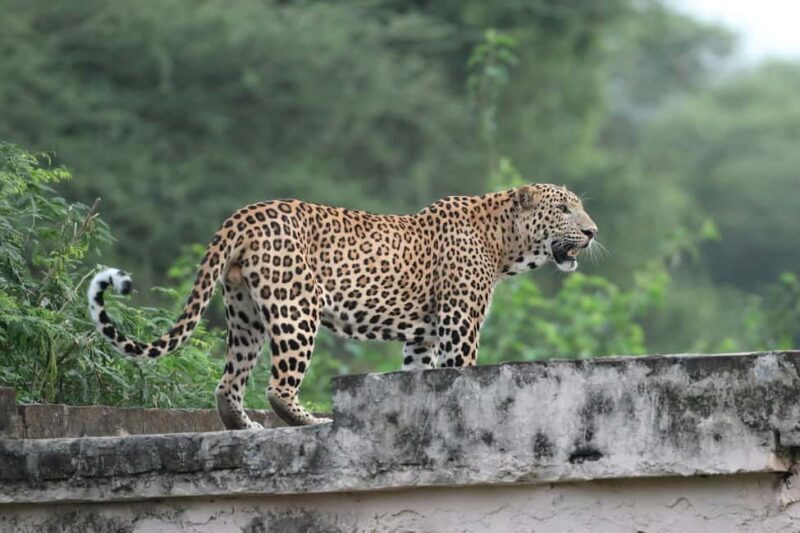 Jaipur: Discover the Hidden Leopards of Jhalana - Final Thoughts: Is This Tour Right for You?