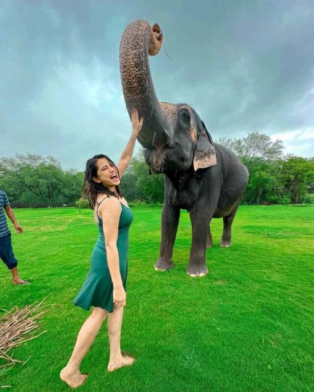 Jaipur: Elephant Experience Feed, Paint & Ride with Pickup - Key Points