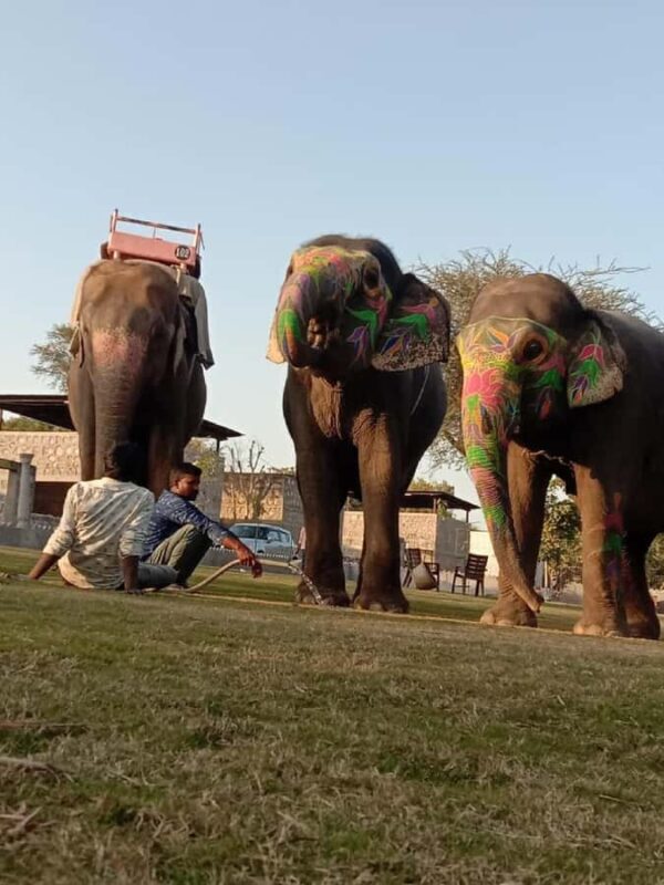 Jaipur Elephant Village: All Activity in Village with Pickup - Key Points