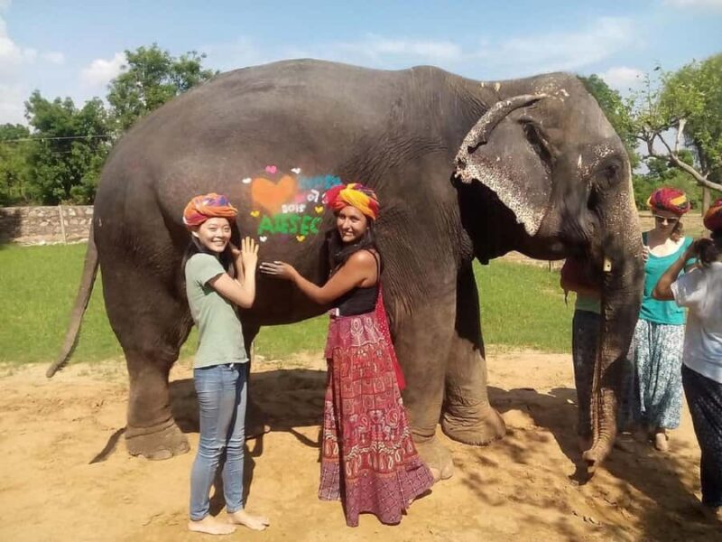 Jaipur Elephant Village: Elephant Riding, Painting, Feeding - An In-Depth Look at Jaipur Elephant Village Tour
