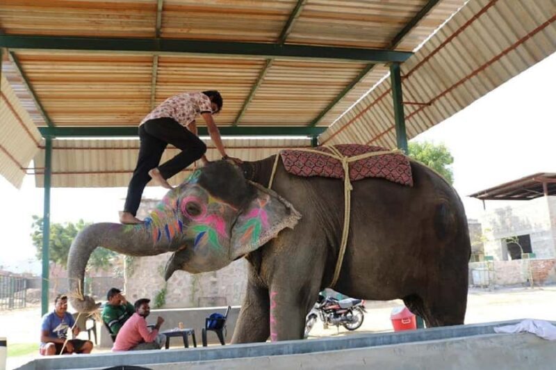 Jaipur Elephant Village: Elephant Riding, Painting, Feeding - Final Thoughts