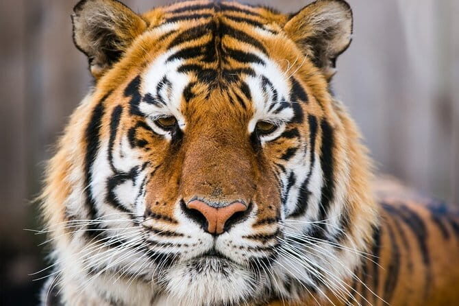 Jaipur Evening Tour by Jeep - Who Will Enjoy This Tour?