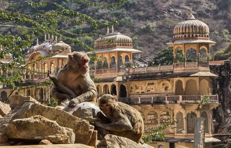 Jaipur : Full day Jaipur City Tour and Drop Delhi - Early Morning Pickup and Introduction