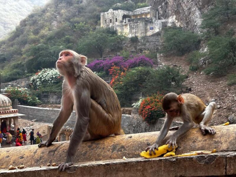 Jaipur : Full day Jaipur City Tour and Drop Delhi - Hawa Mahal: The Iconic Pink Facade