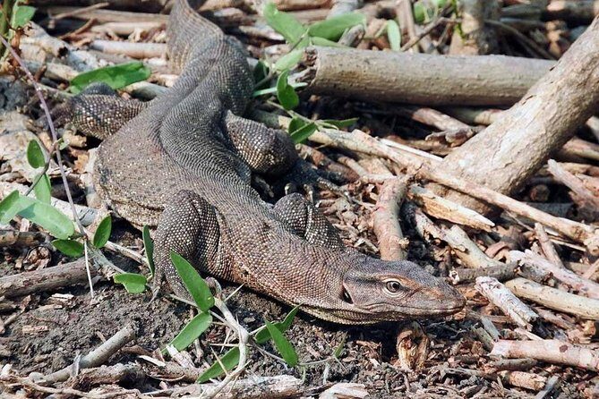 Jaipur half day Jhalana Leopard Safari - Logistics and Practical Tips