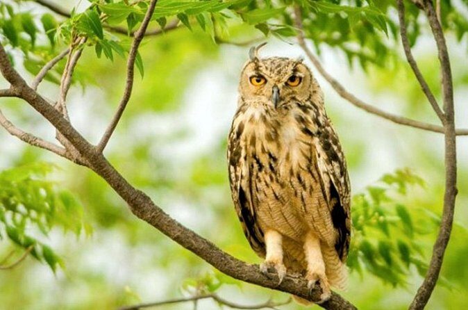 Jaipur half day Jhalana Leopard Safari - Who Will Enjoy This Tour?