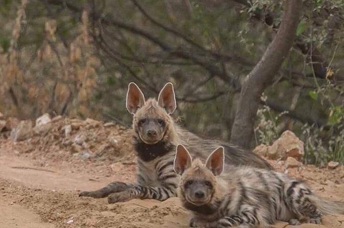 Jaipur half day Jhalana Leopard Safari - FAQ