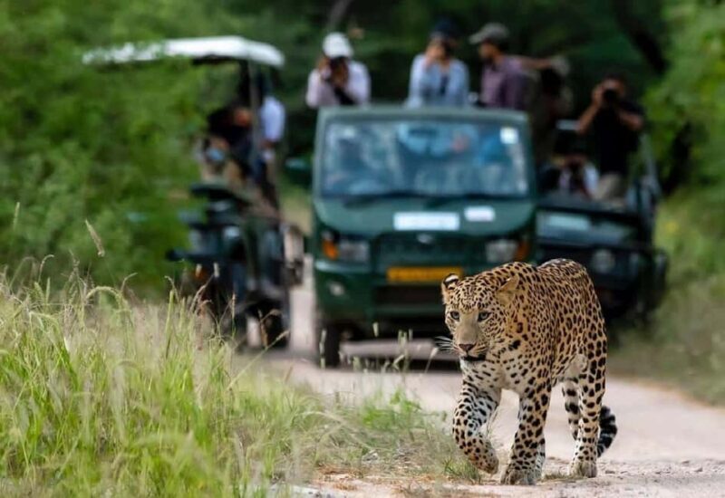 Jaipur: Half-Day Jhalana Leopard Safari with Guide - Key Points