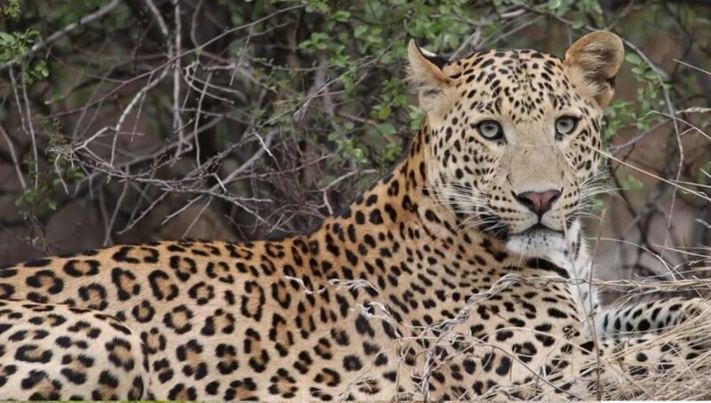 Jaipur: Half-Day Jhalana Leopard Safari with Guide - An Insightful Look at the Jaipur Jhalana Leopard Safari