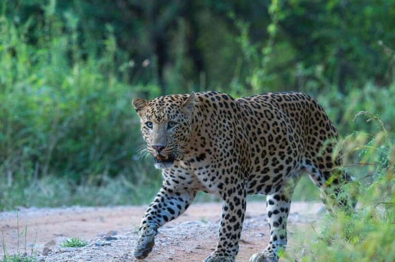 Jaipur: Half-Day Jhalana Leopard Safari with Guide - Who Will Love This Tour?