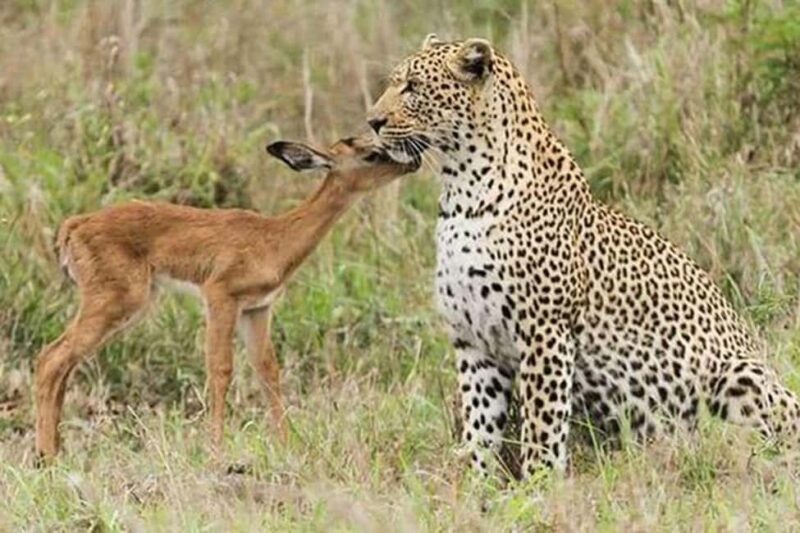 Jaipur: Half Day Leopard Safari and Guided City Tour - Key Points