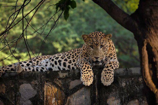 Jaipur Half Day Tour with Jhalana Leopard Safari - Exploring Jaipur: A Perfect Blend of Culture and Wildlife