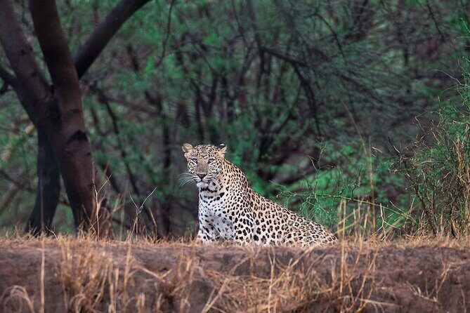 Jaipur Half Day Tour with Jhalana Leopard Safari - Key Points