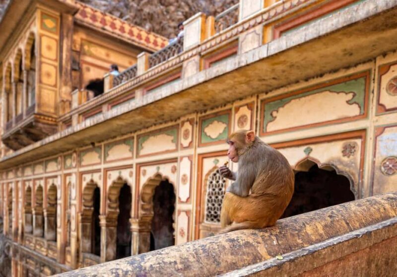 Jaipur: Heritage Forts & Palaces Tour with Monkey Temple - FAQ
