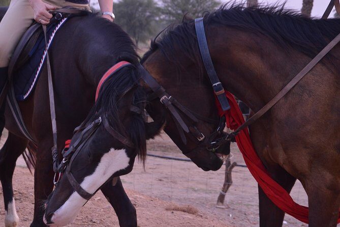 Jaipur Horse Riding Adventure - Who Will Love This Tour?