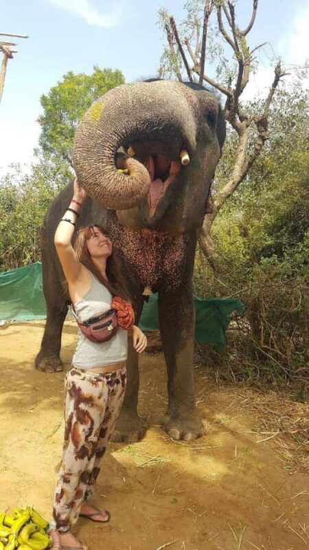 Jaipur: Interactive Elephant Experience Feed, Paint & Ride - A Detailed Look at the Elephant Experience Near Jaipur