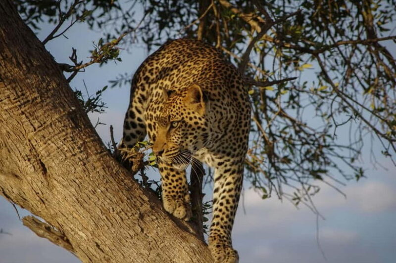 Jaipur: Jhalana Amagarh Leopard Reserve 4×4 Jeep Safari - Jaipur: Jhalana Amagarh Leopard Reserve 4×4 Jeep Safari — An Authentic Wildlife Experience
