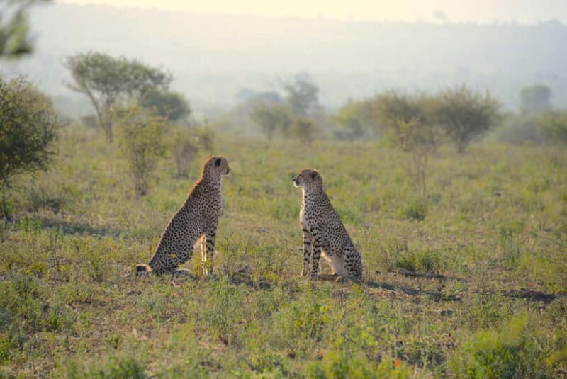 Jaipur: Jhalana Amagarh Leopard Reserve 4×4 Jeep Safari - Who Will Love This Experience?
