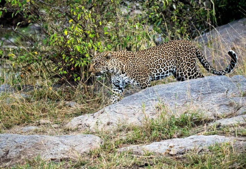 Jaipur: Jhalana Amagarh Leopard Reserve 4×4 Jeep Safari - FAQ