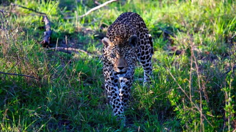 Jaipur: Jhalana Amagarh Leopard Safari Park Guided Tour - Exploring the Safari Experience in Detail