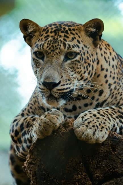 Jaipur: Jhalana Amagarh Leopard Safari Park Guided Tour - Accessibility and Booking Flexibility