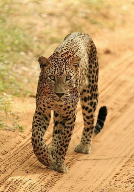 Jaipur: Jhalana/Amagarh leopard safari private tour - Key Points