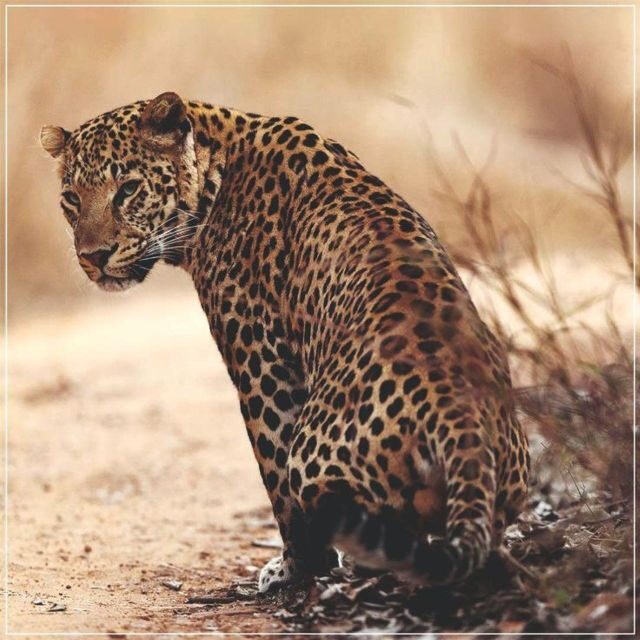 Jaipur: Jhalana/Amagarh leopard safari private tour - An In-Depth Look at the Jaipur Leopard Safari