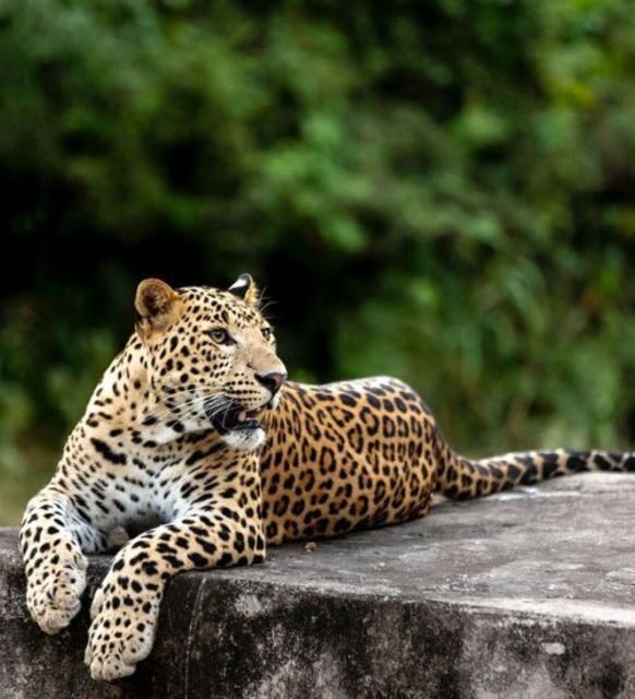 Jaipur: Jhalana/Amagarh leopard safari private tour - Final Thoughts