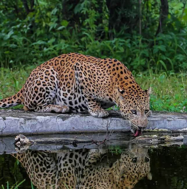 Jaipur: Jhalana/amagarh Leopard Safari - An Honest Look at the Safari Experience