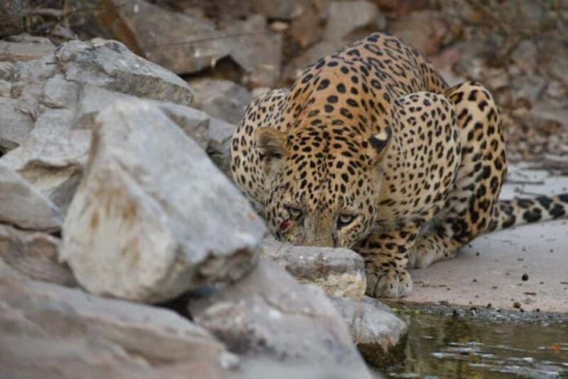 Jaipur: Jhalana/amagarh Leopard Safari - Who Should Consider This Safari