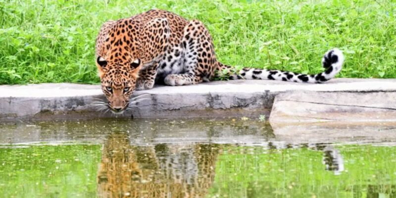 Jaipur: Jhalana/Amargarh Leopard Safari Private Tour - Key Points
