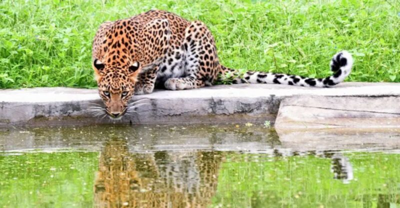 Jaipur: Jhalana/Amargarh Leopard Safari Private Tour - Practical Details
