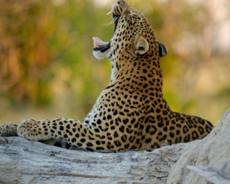 Jaipur: Jhalana/Amargarh Leopard Safari Private Tour - FAQ