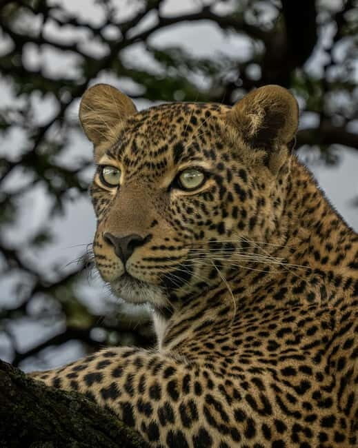 Jaipur: Jhalana leopard safari private tour - Who Is This Tour Best For?