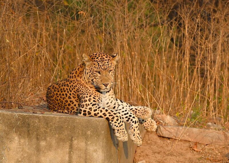 Jaipur: Jhalana Leopard Safari Tour - A detailed look at what the safari offers