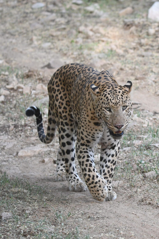 Jaipur: Jhalana Leopard Safari Tour - FAQ