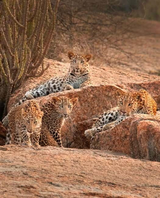 Jaipur: Jhalana leopard safari tour with hotel pickup & drop - An In-Depth Look at What to Expect from the Jhalana Safari