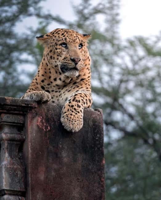 Jaipur: Jhalana leopard safari tour with hotel pickup & drop - Is the Cost Worth It?